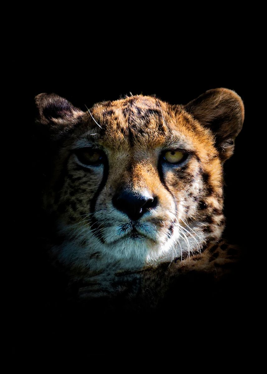 'Portrait of a Cheetah' Poster, picture, metal print, paint by GG ...