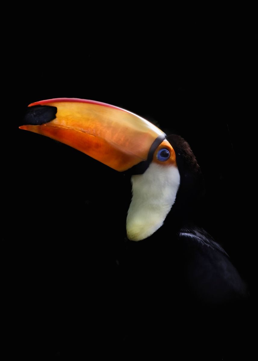 'Portrait of a Toco Toucan' Poster, picture, metal print, paint by GG ...
