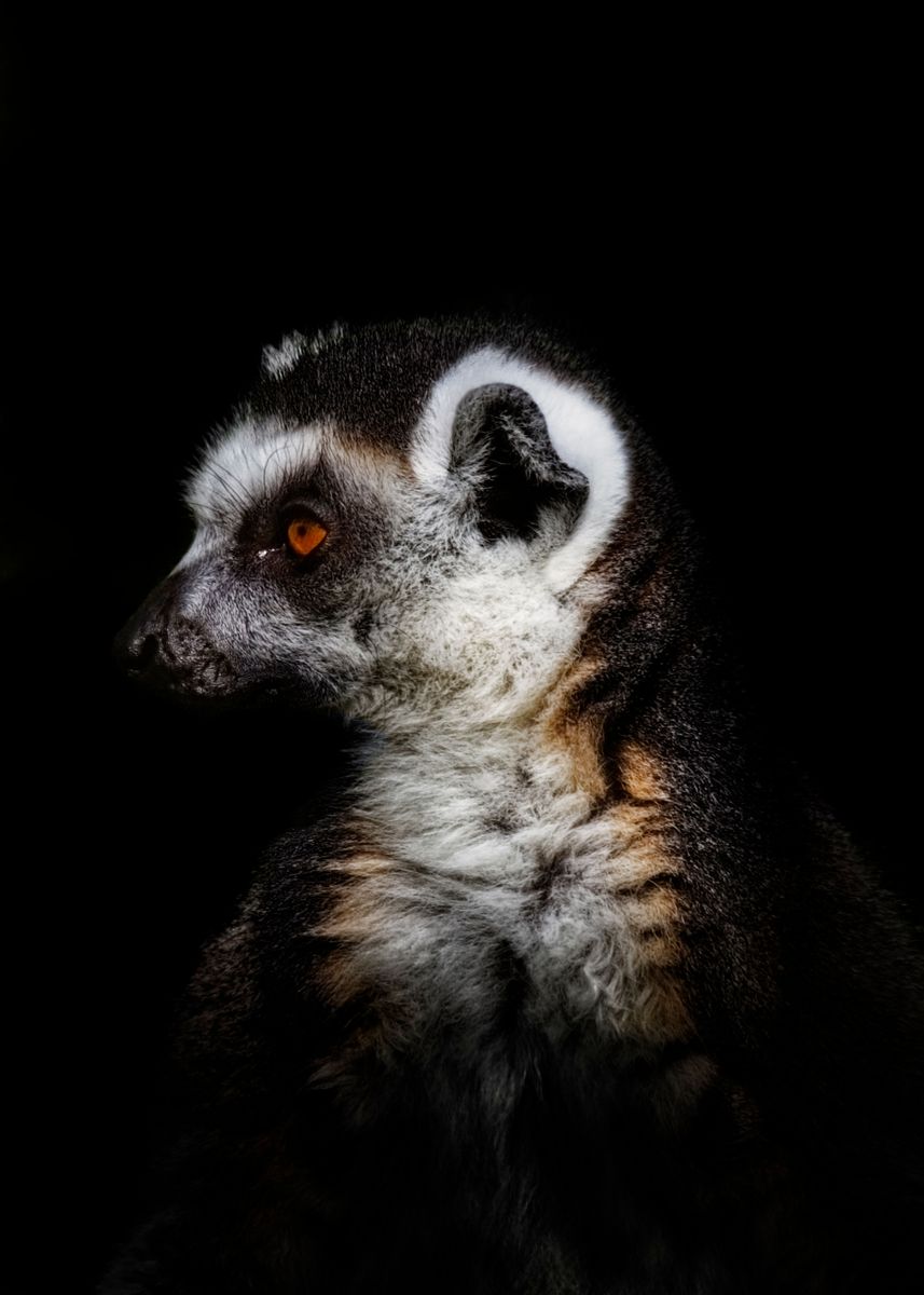 'Portrait of a Lemur' Poster, picture, metal print, paint by GG Digital ...
