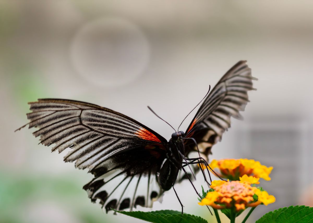 'Phoenix Butterfly' Poster by HanPing Tseng | Displate