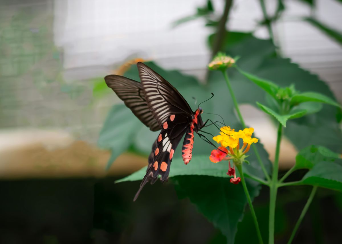 'Phoenix Butterfly' Poster by HanPing Tseng | Displate