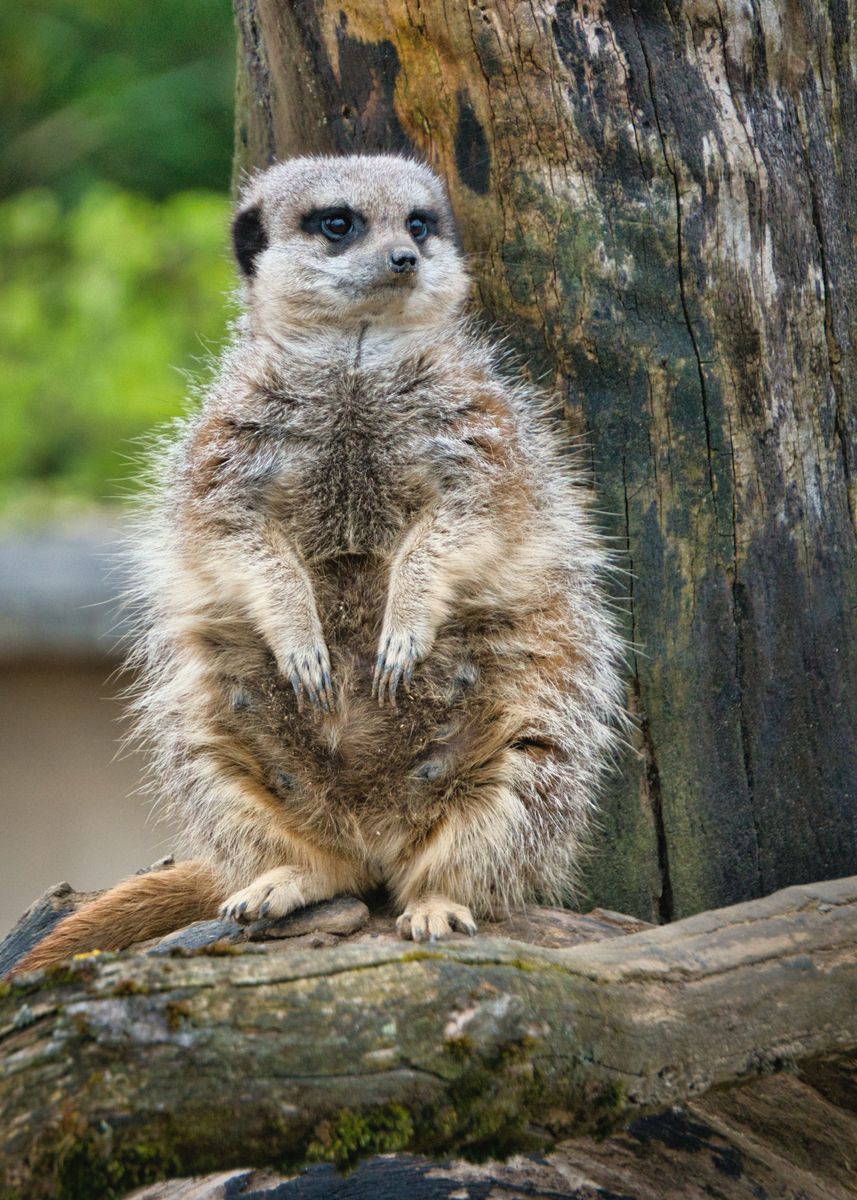 ' suricate' Poster, picture, metal print, paint by PENGDUA XYZ | Displate