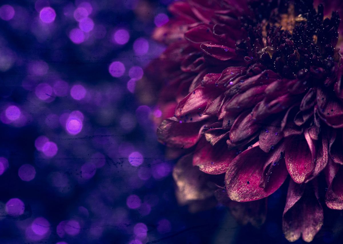 'Disco Flower' Poster by Kirsty | Displate