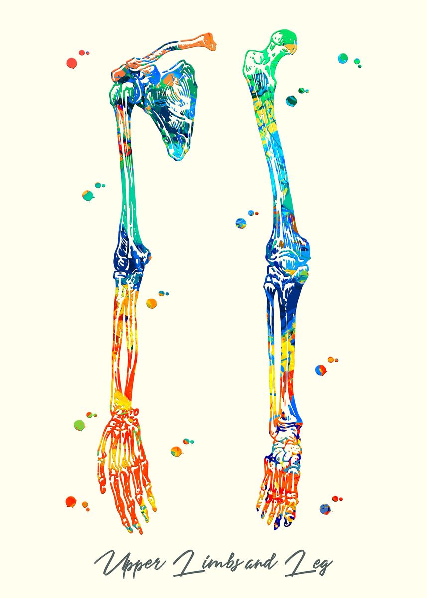 'Upper Limbs and Leg' Poster, picture, metal print, paint by Vincent ...