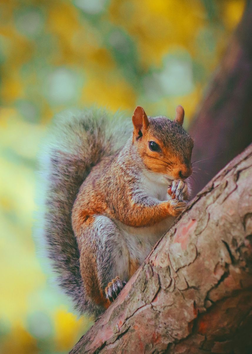 'SQUIRREL' Poster by LuckStory | Displate