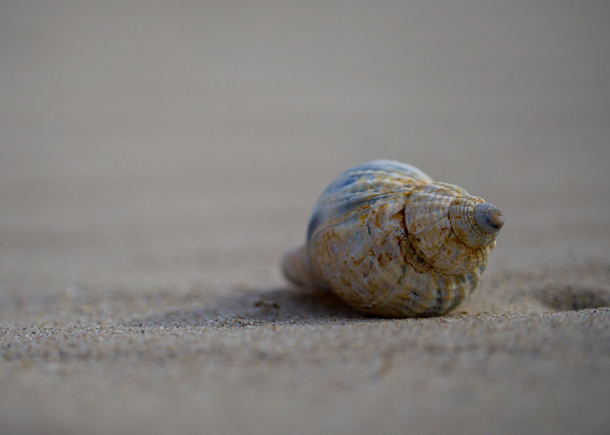 'Curly Shell' Poster by Berit and Jannik | Displate