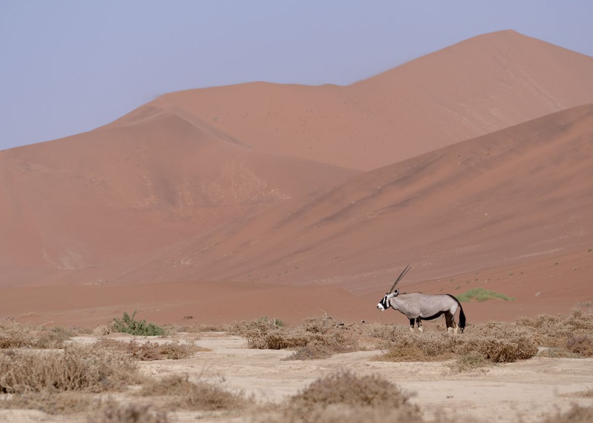 'Oryx in the desert' Poster by Félix Furger | Displate