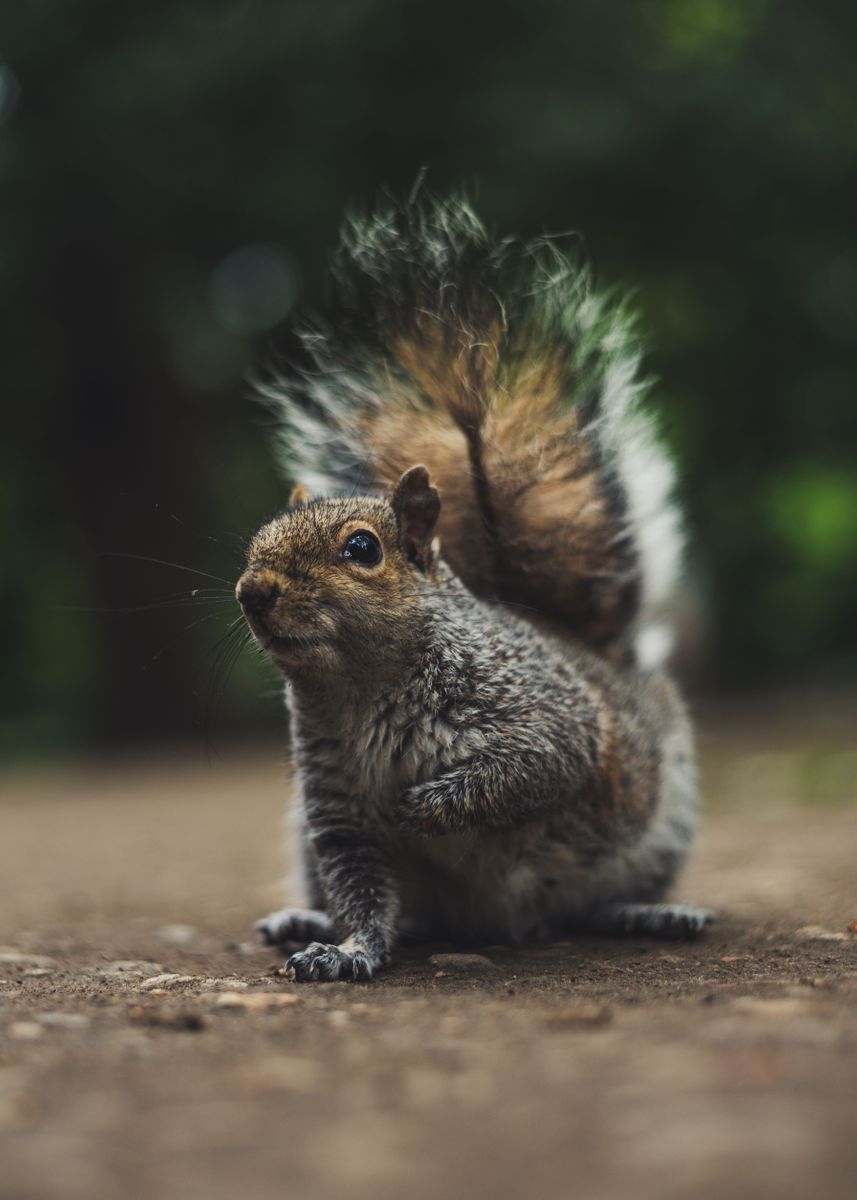 'Little Squirrel Friend' Poster, picture, metal print, paint by Nathan ...