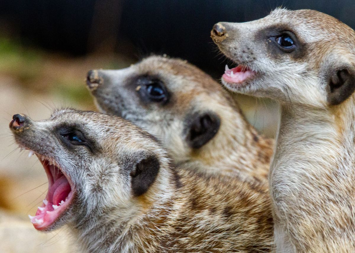 'suricate' Poster by PENGDUA XYZ | Displate