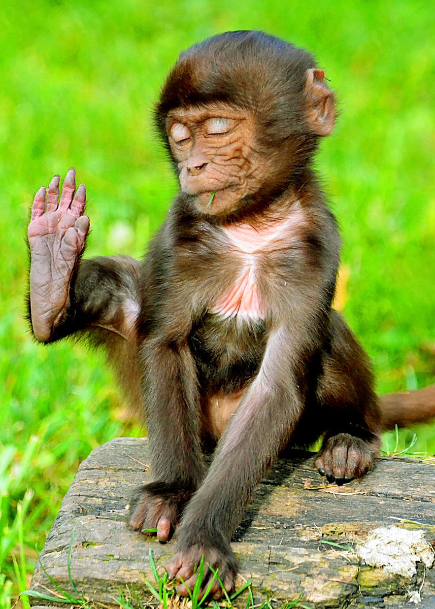 'MONKEYS KID' Poster, picture, metal print, paint by LuckStory | Displate