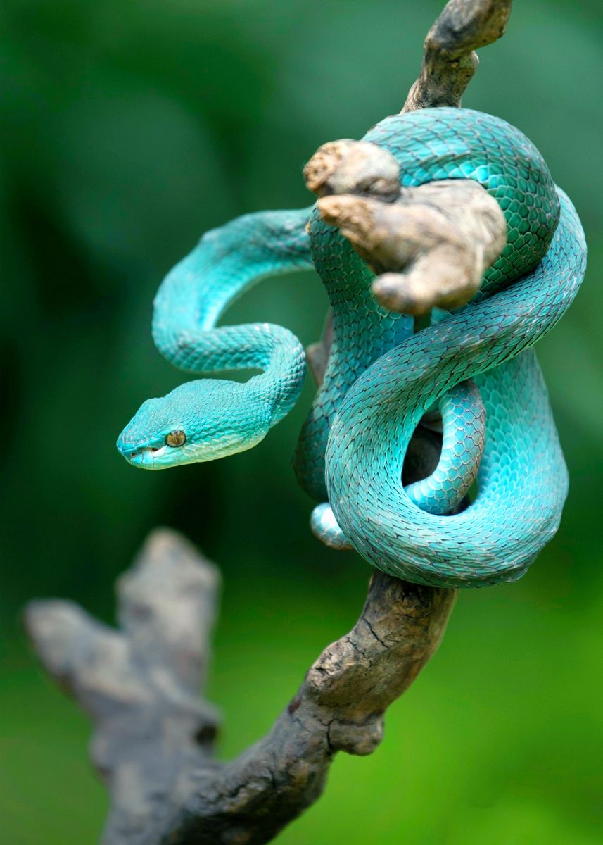 'SNAKE TRIMERESURUS' Poster, picture, metal print, paint by LuckStory ...