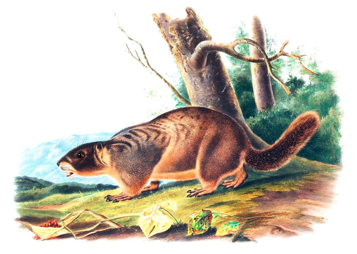 'Yellow Bellied Marmot' Poster by Mango Art | Displate