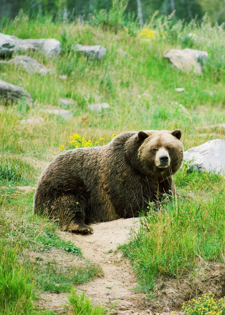 'BEAR' Poster, picture, metal print, paint by LuckStory | Displate