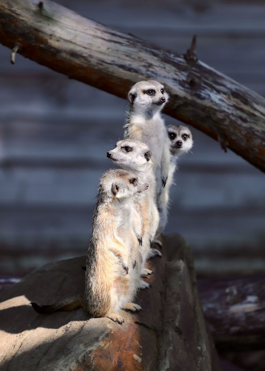 'suricate' Poster, picture, metal print, paint by PENGDUA XYZ | Displate