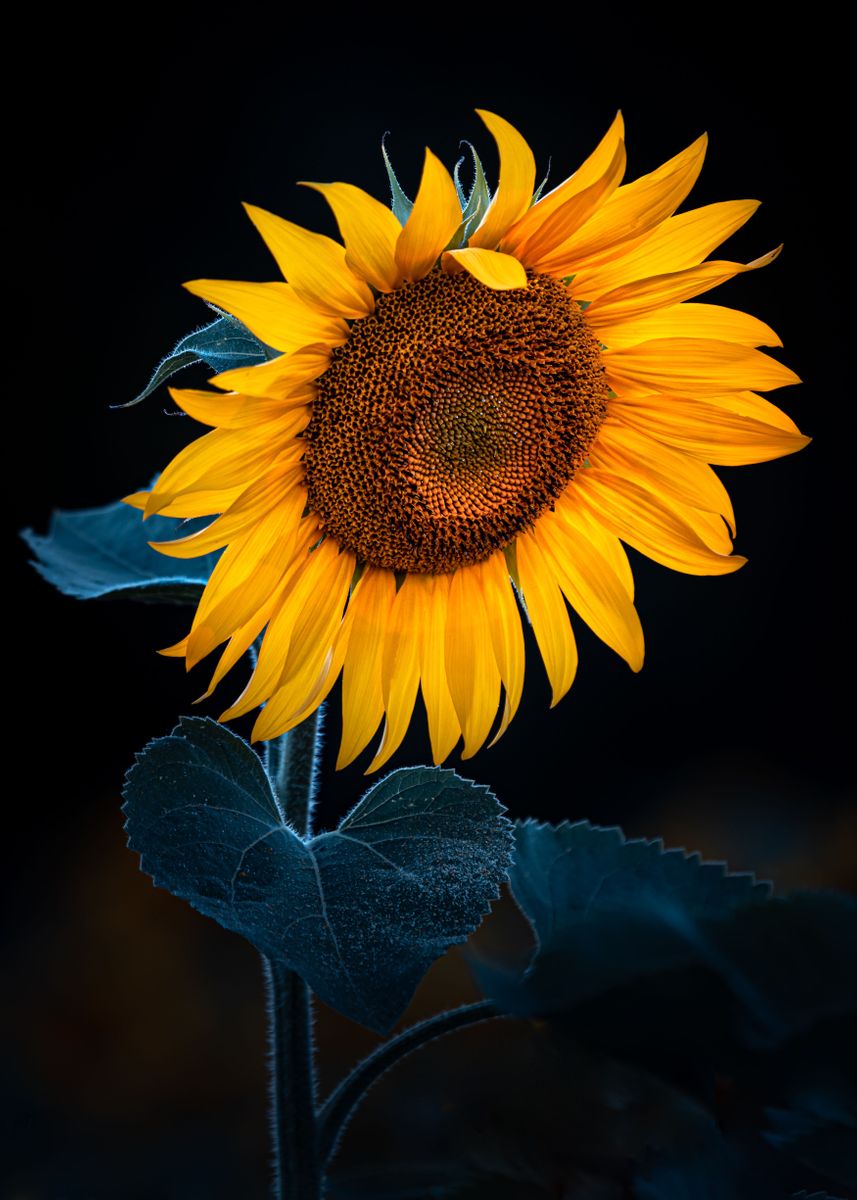 'Sunflower portrait' Poster, picture, metal print, paint by Wiktor ...