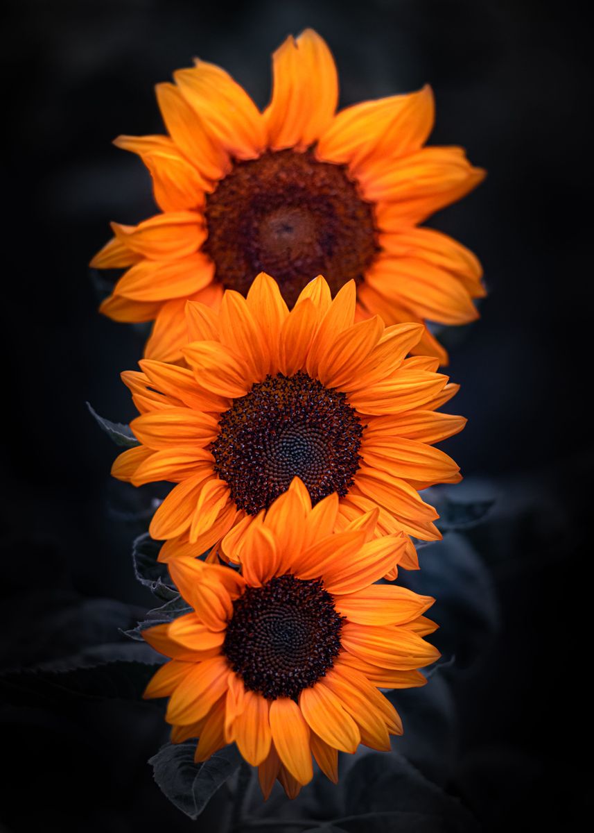 'Yellow trio' Poster, picture, metal print, paint by Wiktor Borozdin ...