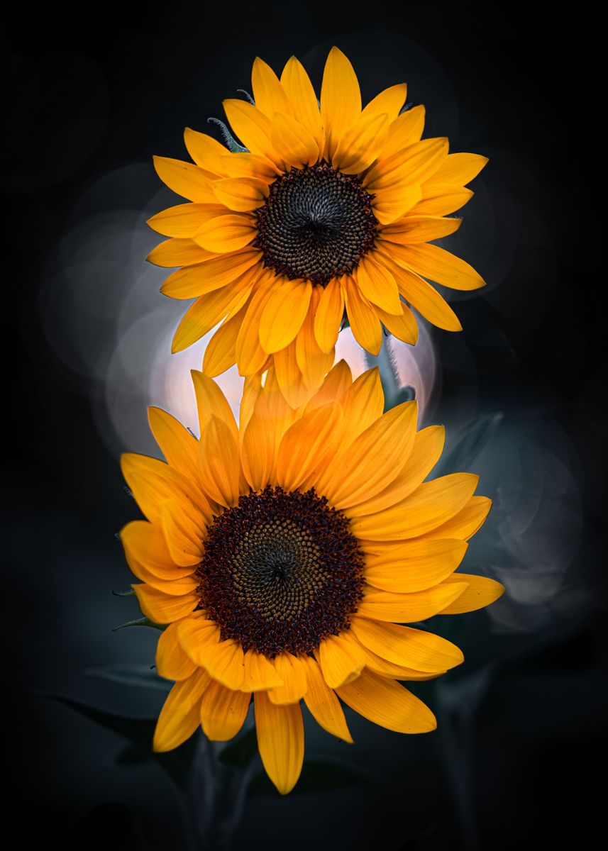 'Two sunflowers' Poster, picture, metal print, paint by Wiktor Borozdin ...