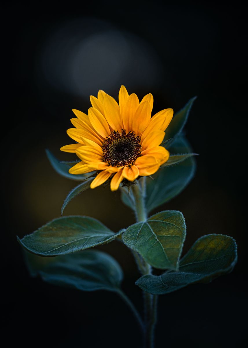 'Summer sunflower' Poster by Wiktor Borozdin | Displate