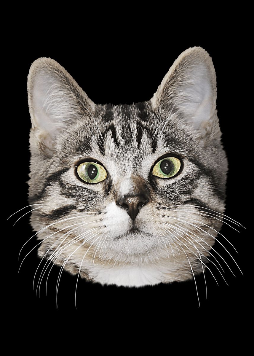 'Cute Cat' Poster, picture, metal print, paint by Creativity Art | Displate 'Cute Cat' Poster, picture, metal print, paint by Creativity Art | Displate