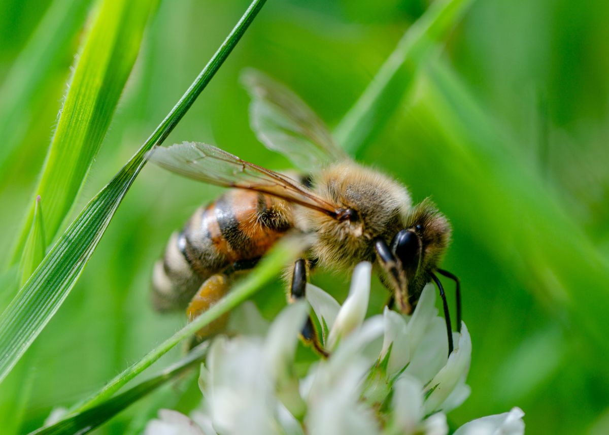 'Bee on clover flower' Poster by Berit and Jannik | Displate