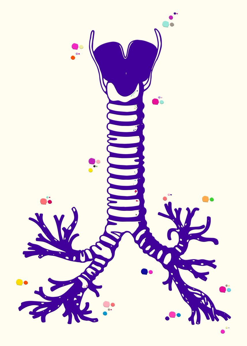 'Windpipe anatomy' Poster, picture, metal print, paint by Dutton ...