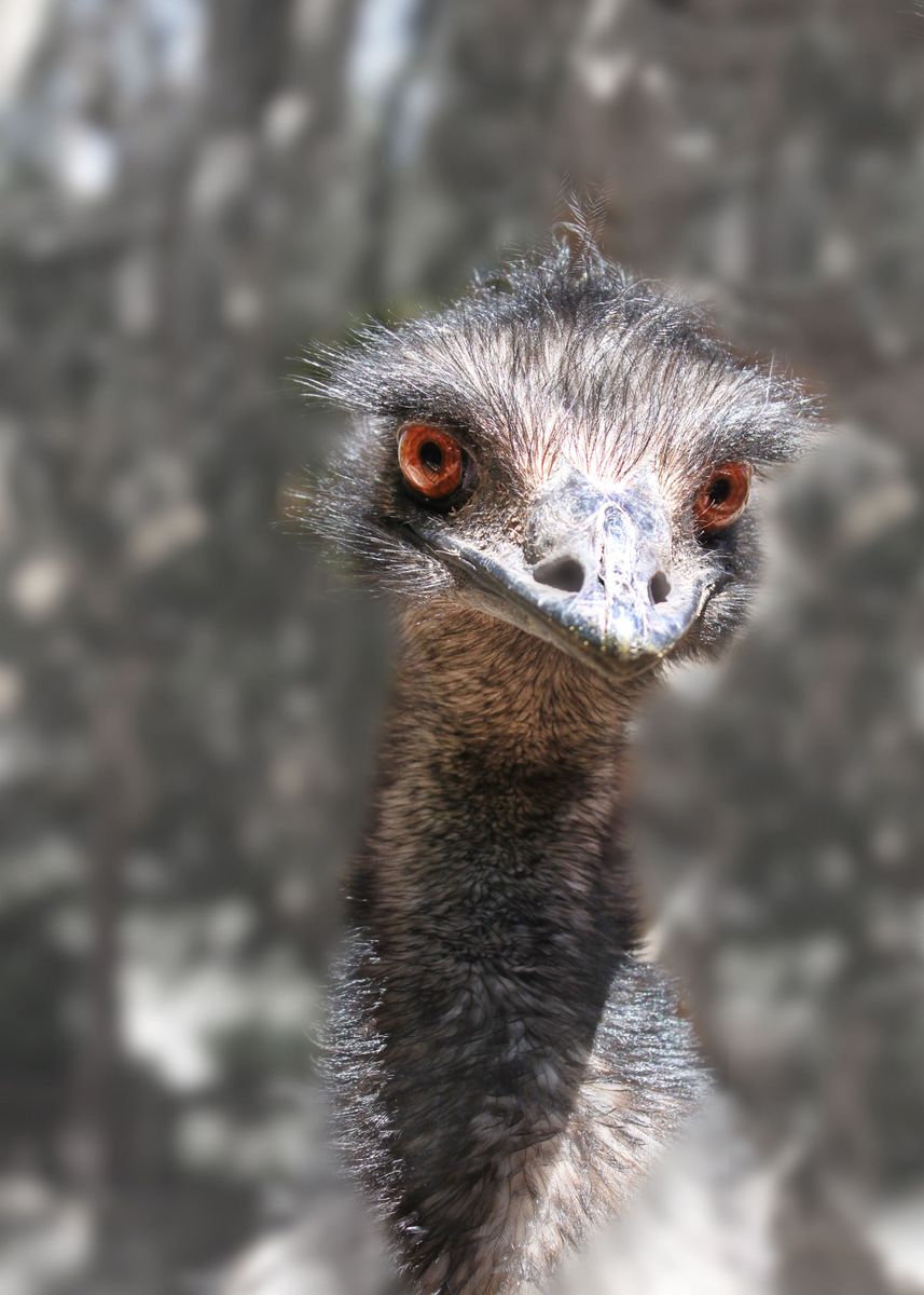 'Scruffy Ole Bird Emu' Poster, picture, metal print, paint by Jon ...