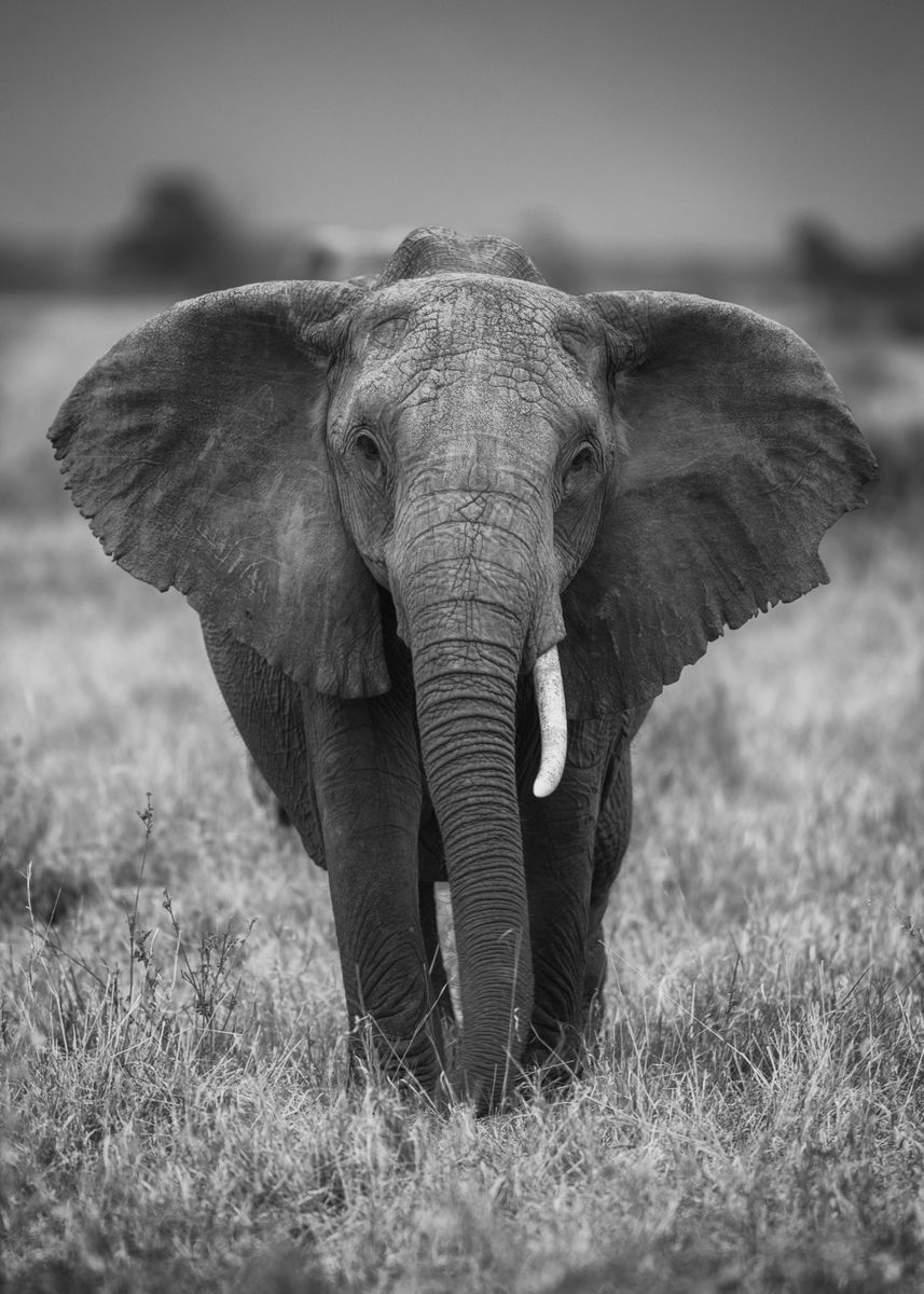 'SINGULARITY' Poster, picture, metal print, paint by World Class Photos ...