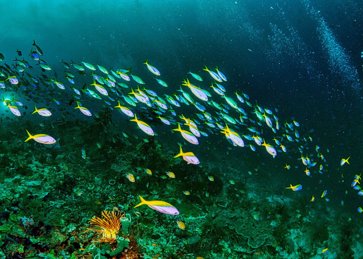 'FISH LIFE IN THE SEA' Poster by LuckStory | Displate