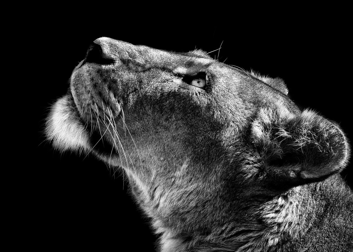 'Looking Up' Poster by World Class Photos | Displate