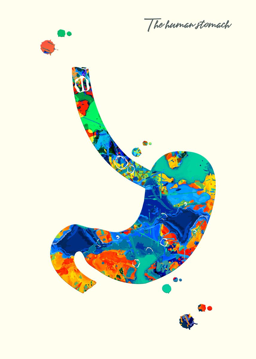 'The human stomach' Poster, picture, metal print, paint by Vincent ...