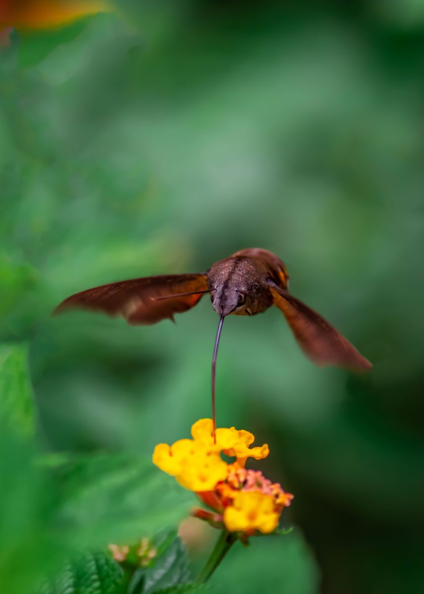 'Bee Moth' Poster by HanPing Tseng | Displate