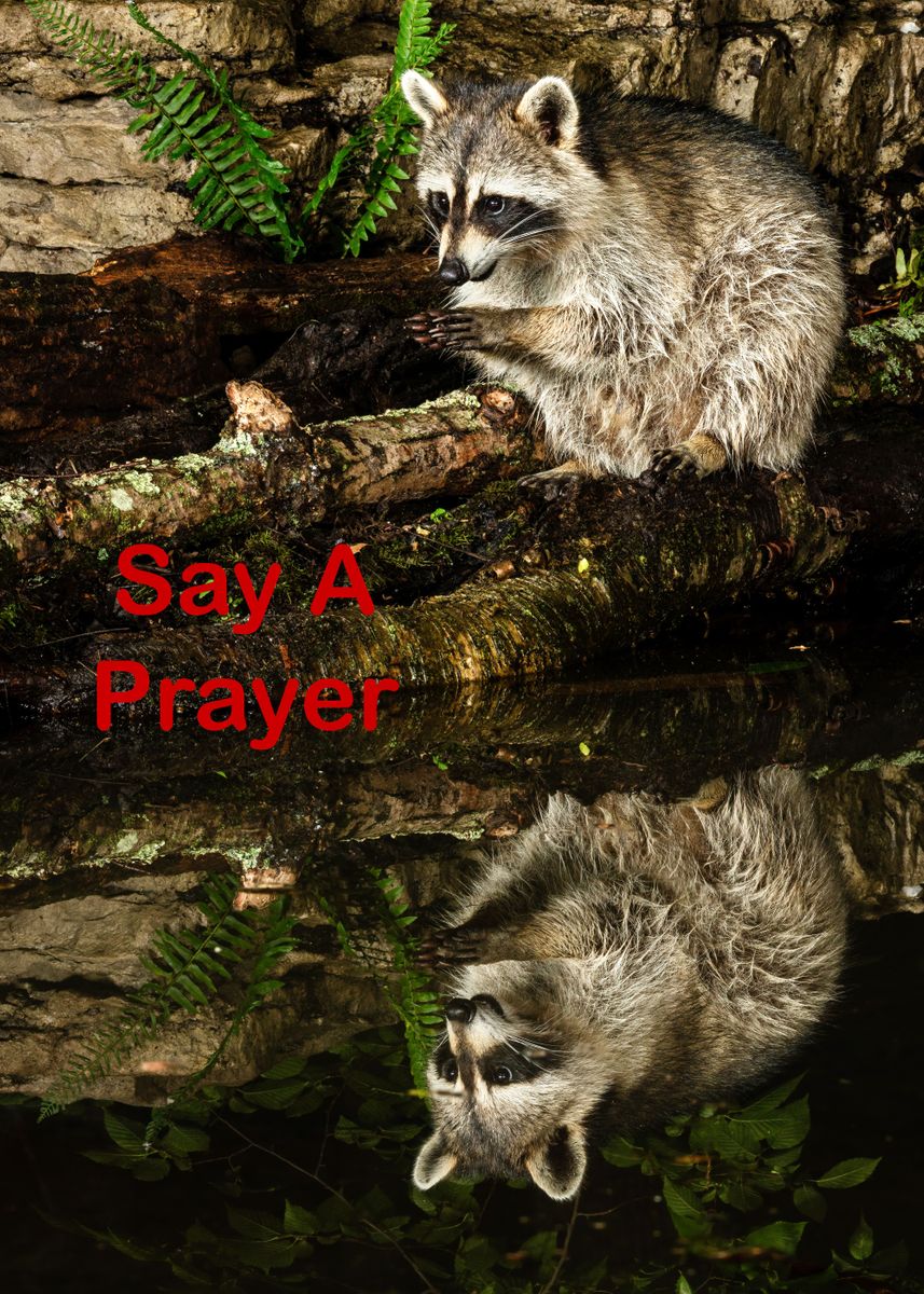 'Raccoon Say A Prayer' Poster, picture, metal print, paint by Joe ...