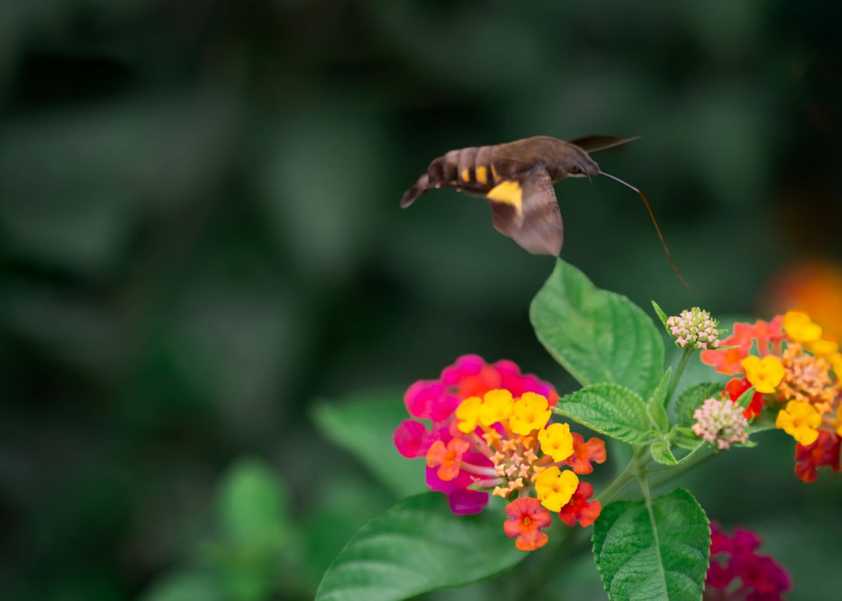 'Bee Moth' Poster by HanPing Tseng | Displate