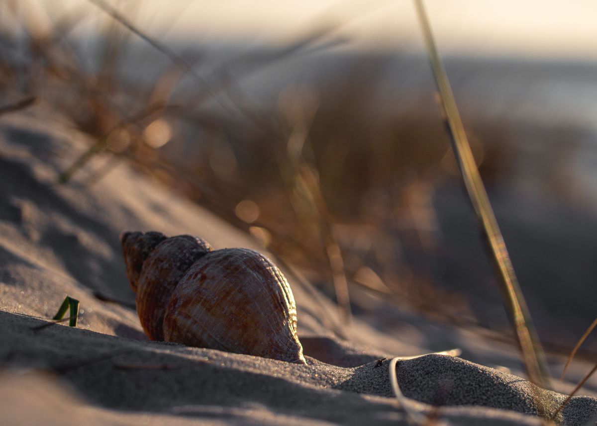 'Curly shell on sunset' Poster by Berit and Jannik | Displate