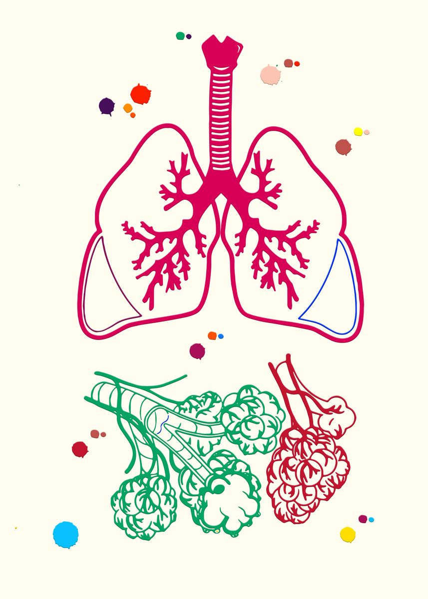 'Lungs and alveoli' Poster, picture, metal print, paint by Dutton Jerrell | Displate
