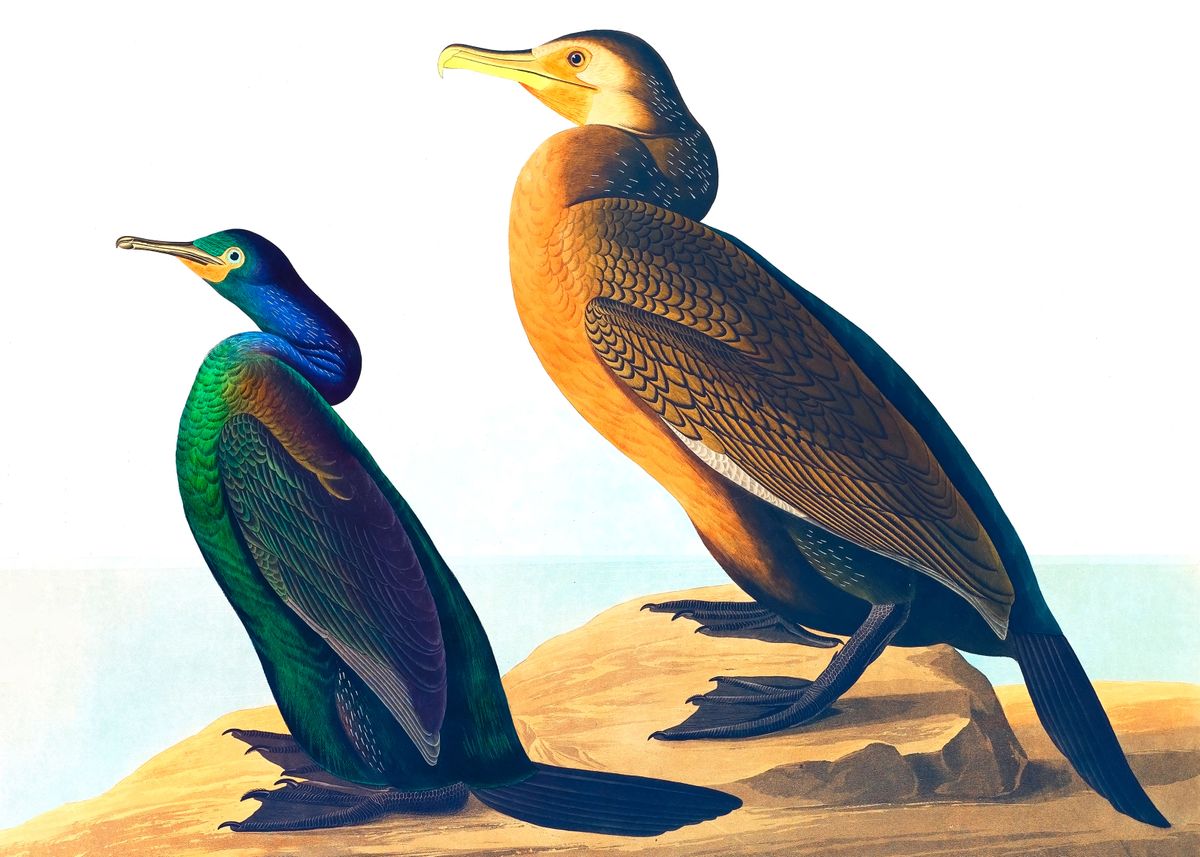 'Violet Green Cormorant ' Poster by Mango Art | Displate