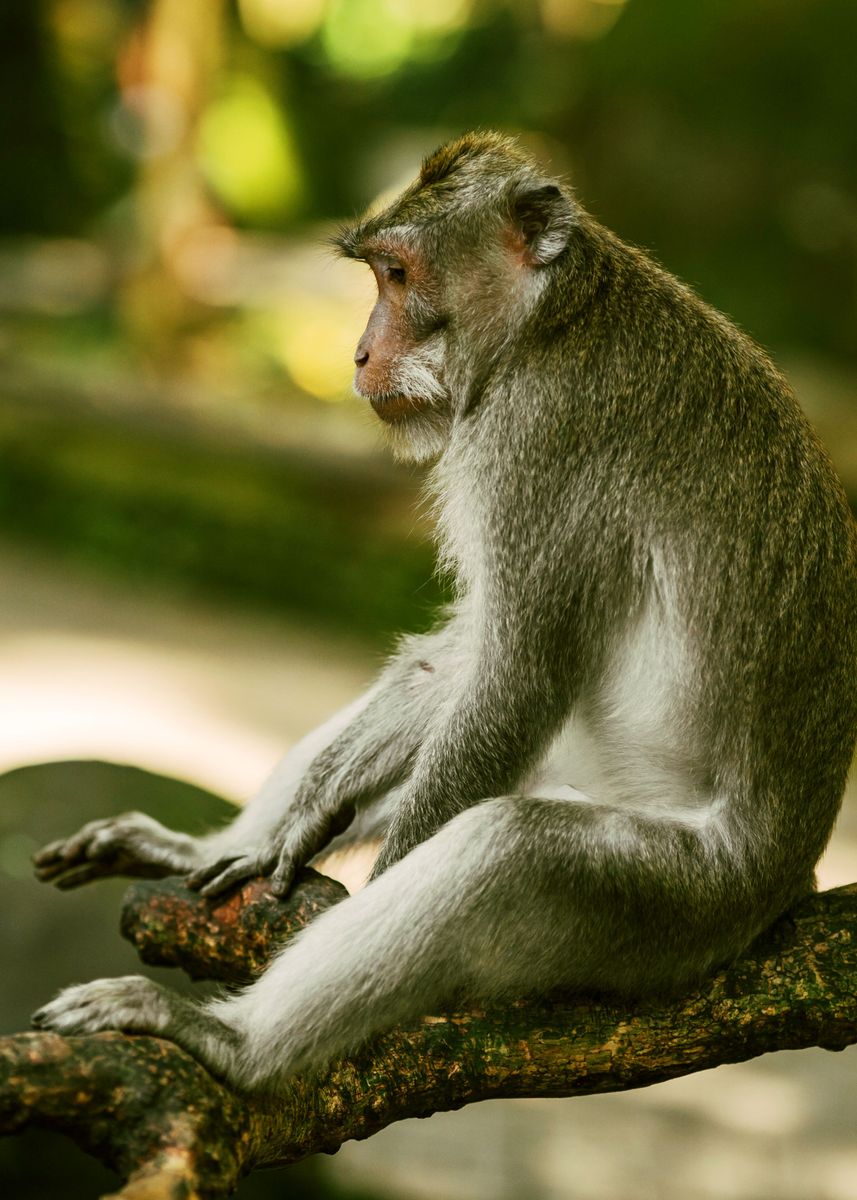 'MONKEY ' Poster, picture, metal print, paint by LuckStory | Displate