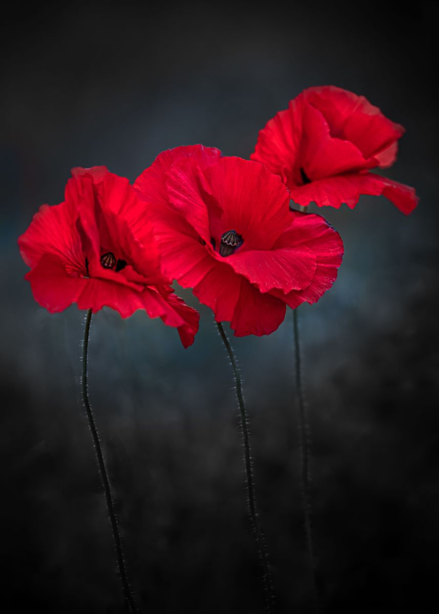 'Poppy family' Poster, picture, metal print, paint by Wiktor Borozdin ...