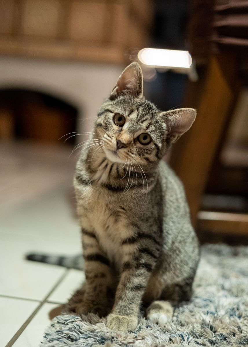 'My Little Cat' Poster, picture, metal print, paint by Franz Stephan ...