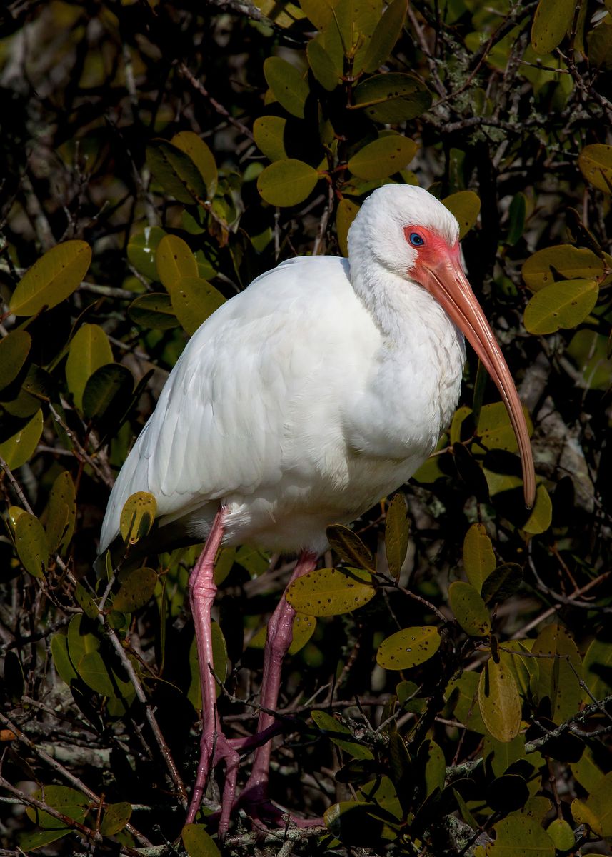 'White Ibis Portrait' Poster, picture, metal print, paint by Joe ...