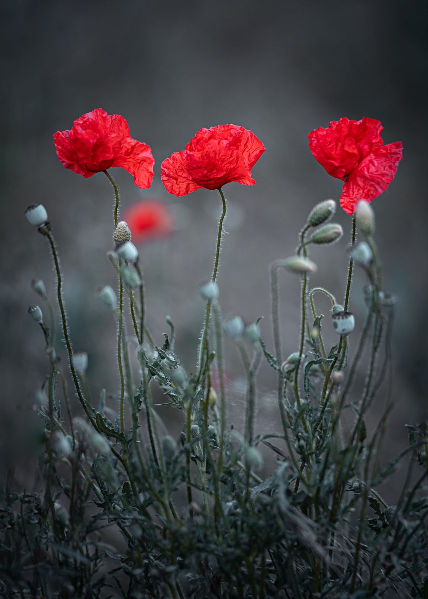 'Poppy meadow' Poster, picture, metal print, paint by Wiktor Borozdin ...
