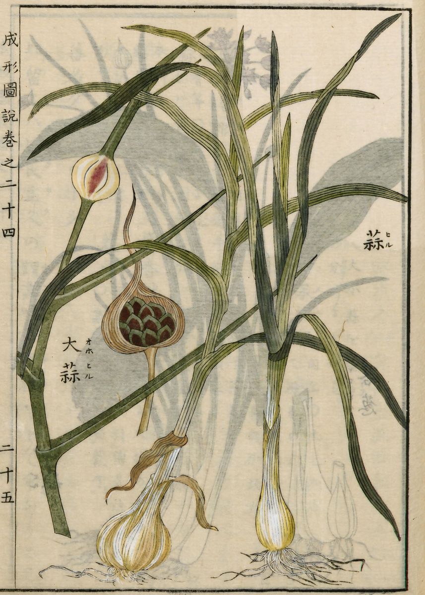 'Garlic' Poster, picture, metal print, paint by Powerful Words by Dave ...