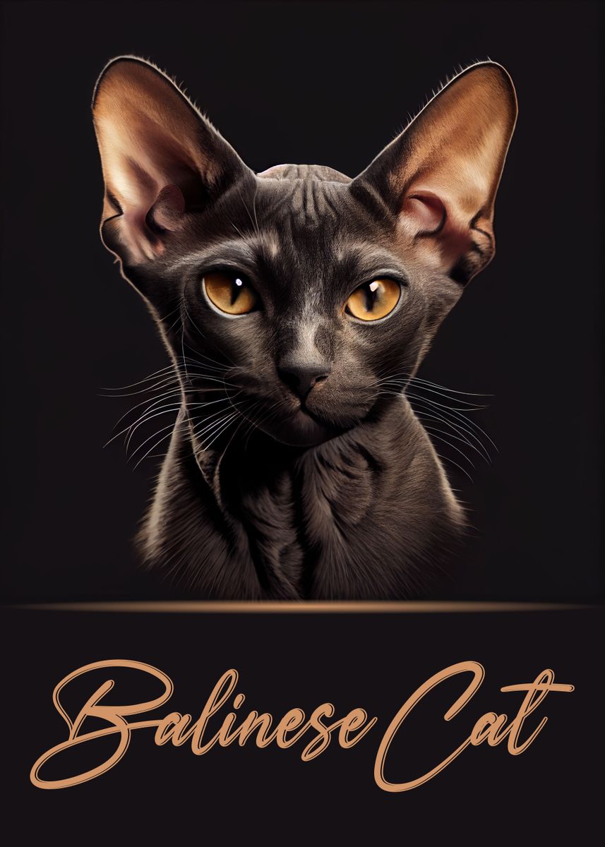 'Elegant Balinese Cat' Poster, picture, metal print, paint by Artistic ...