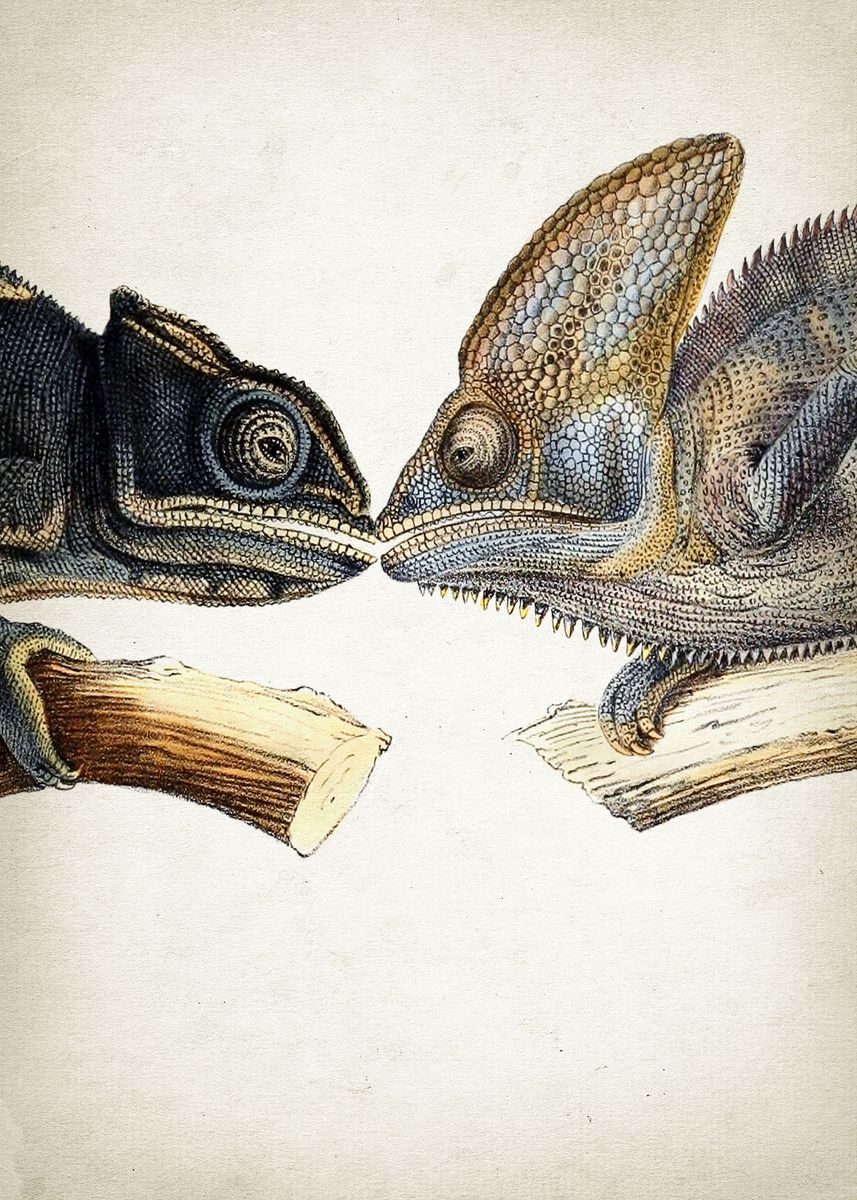 'Chameleons head piece 2' Poster, picture, metal print, paint by ...