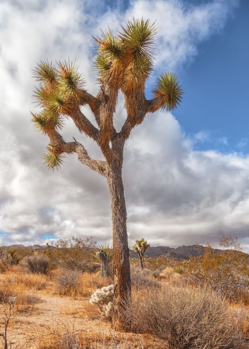 'Joshua Tree' Poster, picture, metal print, paint by Jonathan Nguyen ...