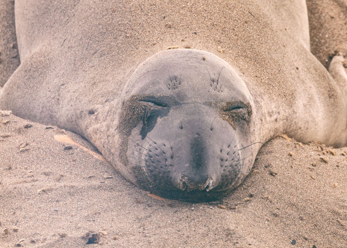 'Sleeping Seal ' Poster by Jonathan Nguyen | Displate