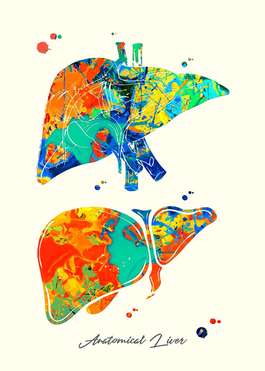'Anatomical Liver' Poster, picture, metal print, paint by Vincent Vorce ...