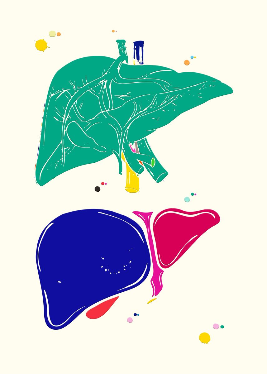'Anatomical Liver' Poster, picture, metal print, paint by Dutton ...