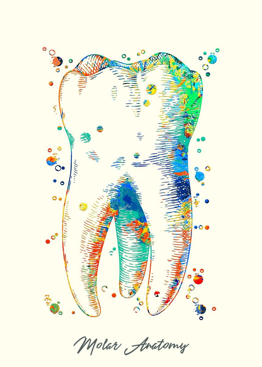 'Molar Anatomy' Poster, picture, metal print, paint by Vincent Vorce ...