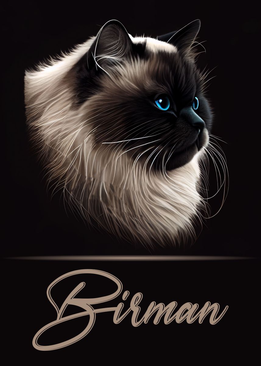'Birman Portrait' Poster, picture, metal print, paint by Artistic ...
